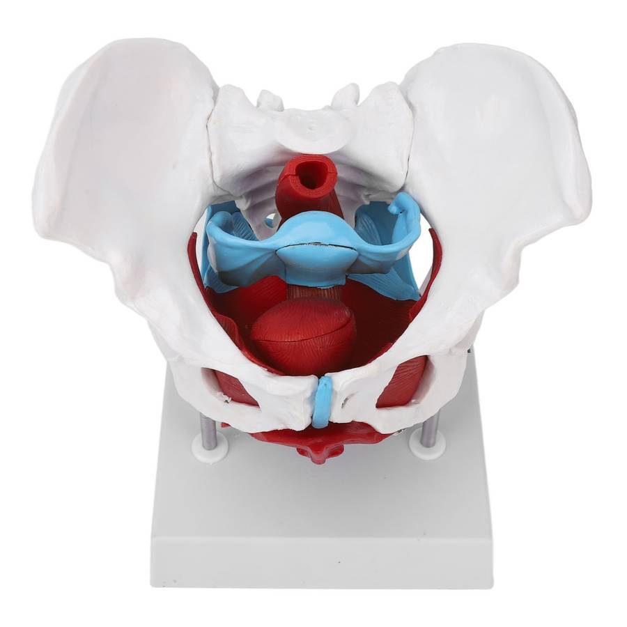 Training Equipment - Pelvic Floor Anatomy Model Removable Colored ...
