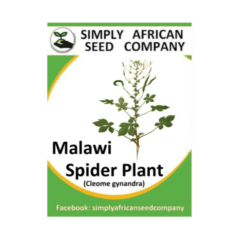 Vegetables - Malawi Spider Plant (Cleome Gynandra) Seeds for sale in ...