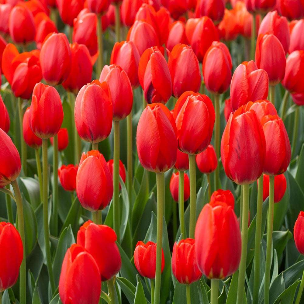 Flowers - Tulips - Red - 10 bulbs p-pack for sale in Bloemfontein (ID:634732396)