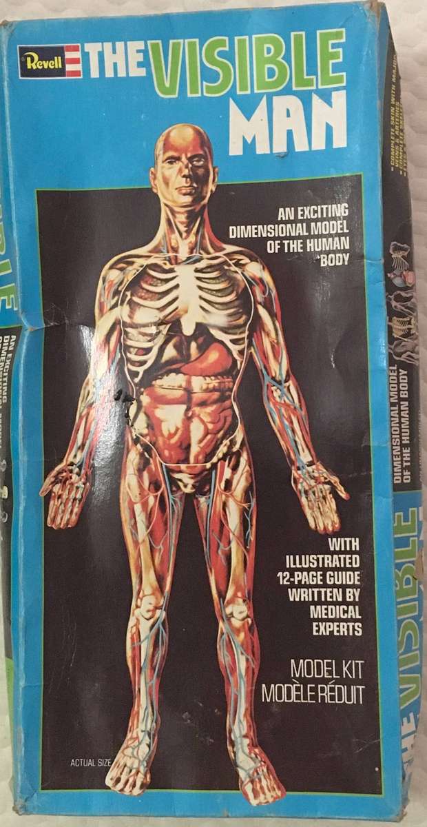 Learning & Educational Toys - Revell The Visible Man Anatomy Model Kit ...