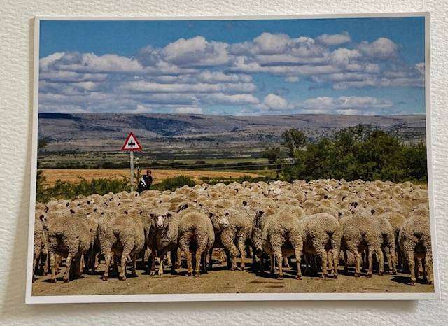 Post Cards - Postcard of Karoo - Karoostories -"Kyk die skaapwolkies bo die kudde! - Blackrock # ...